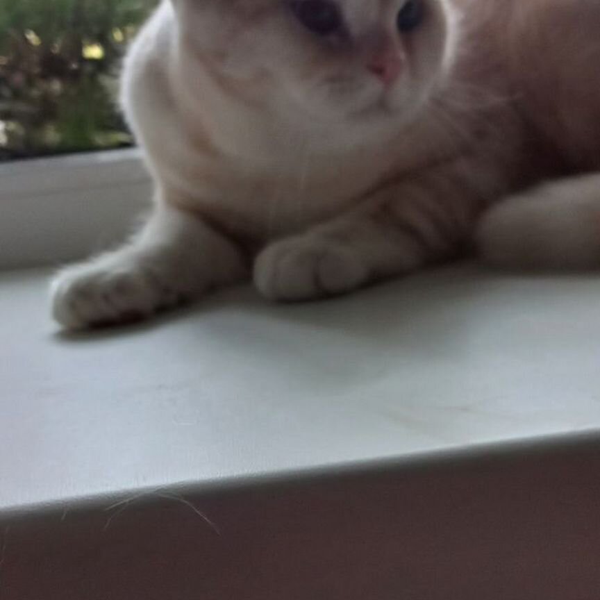 Персик в добрые руки