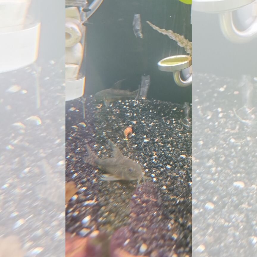 Скалярия вуалевая и коридорасы