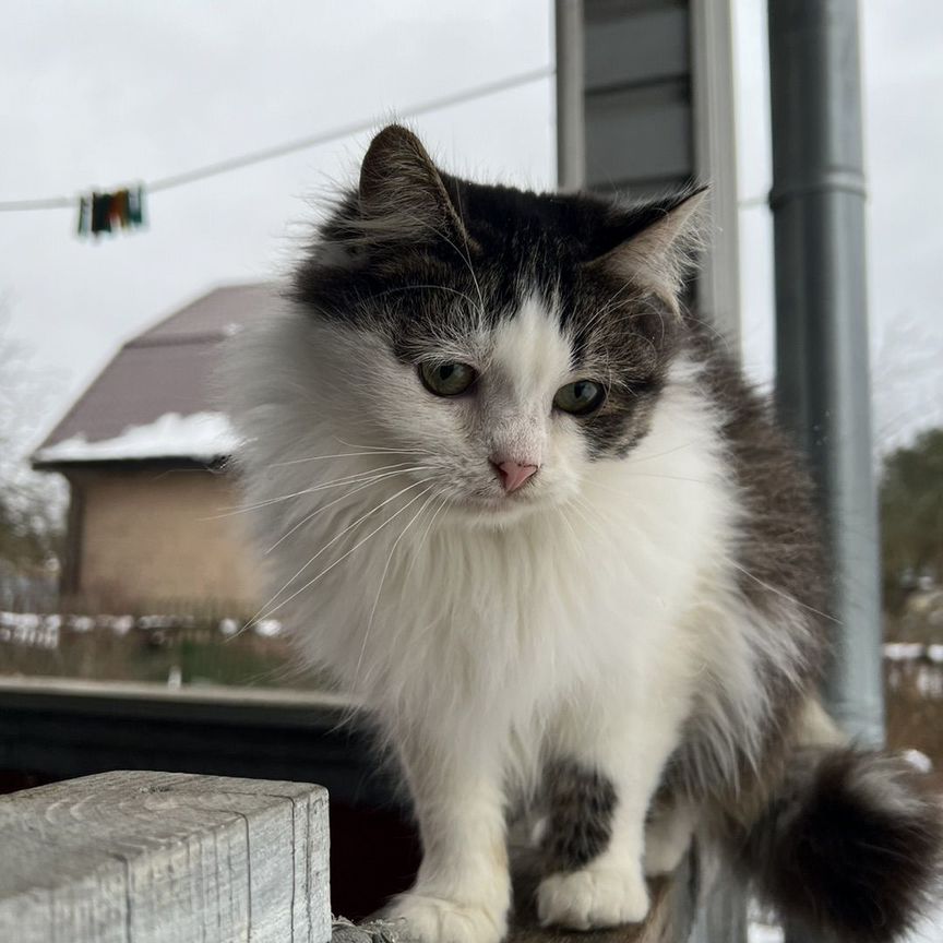 Котенок в ледяном доме