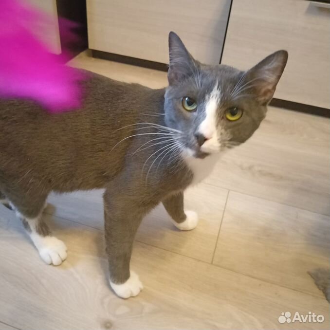 Котик Гоша