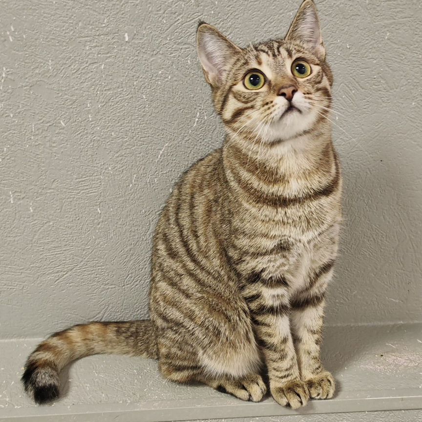 Кошечка Вишня