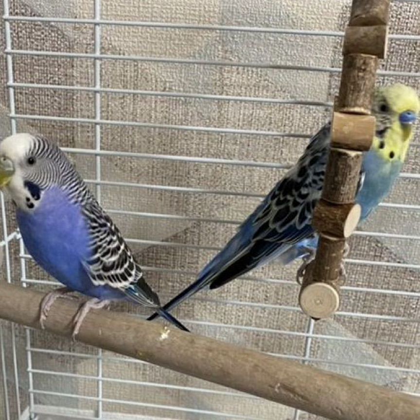 Волнистые попугаи