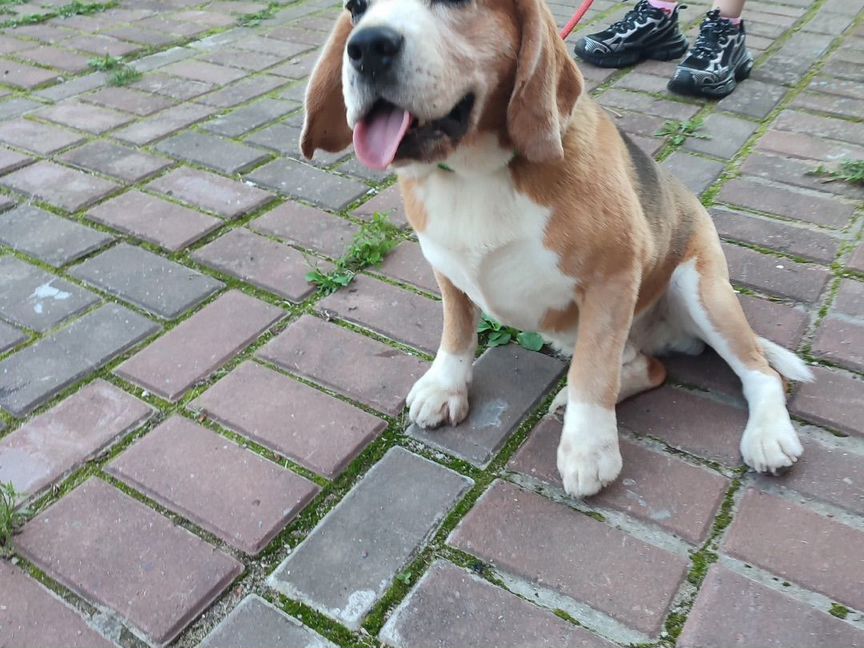 Бигль в добрые руки