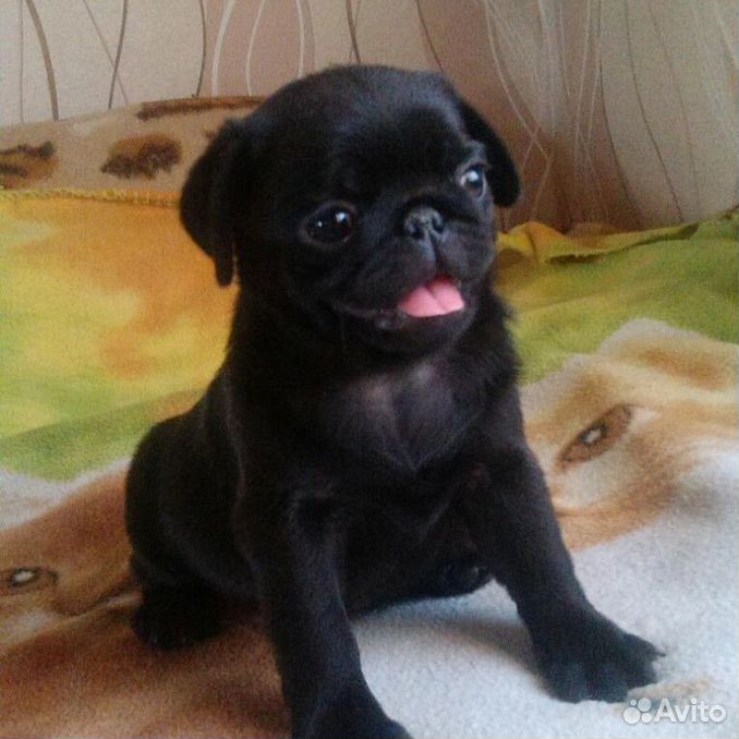 Щенки мопса 2 мес