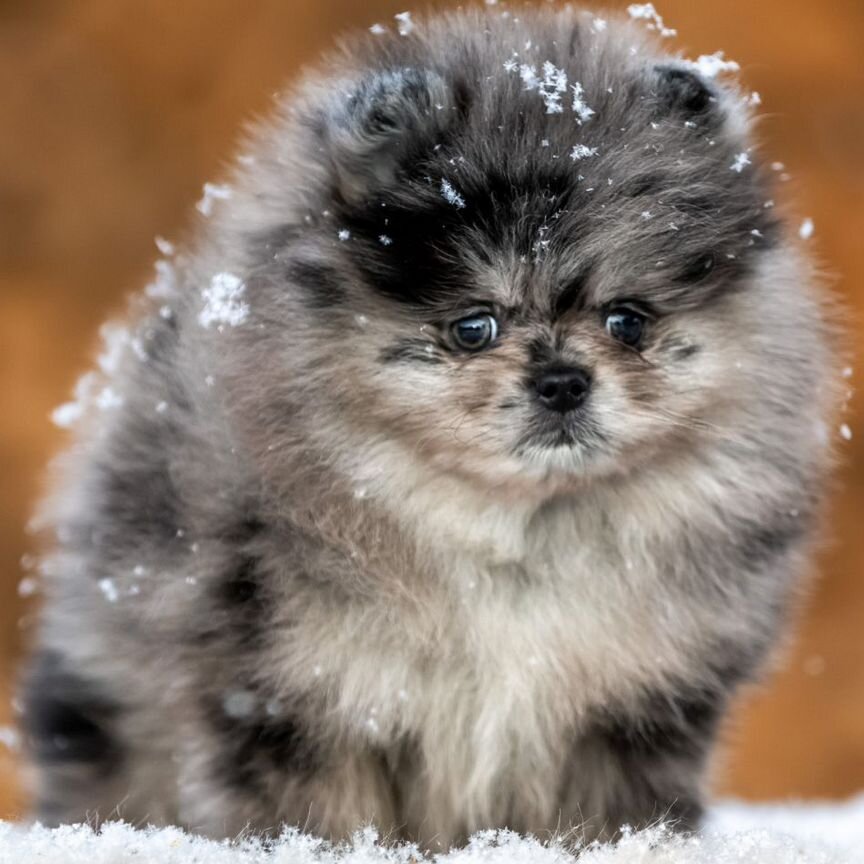 Померанский шпиц, щенок