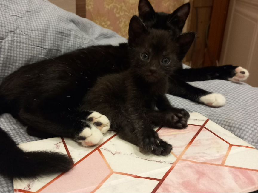 Отдам в добрые руки котят