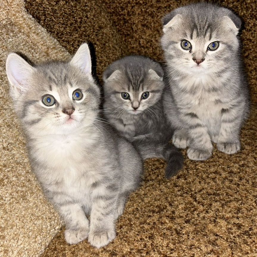 Шотландские вислоухие котята