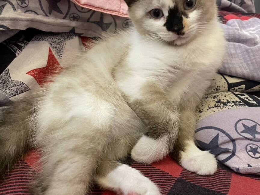 Кошка невская маскарадная котята