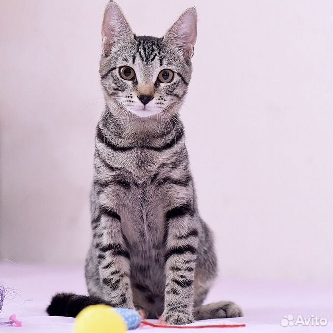 Малыш Симба в добрые руки