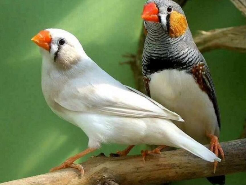 Зебровый амадин. Самец. Взрослый. 1 год