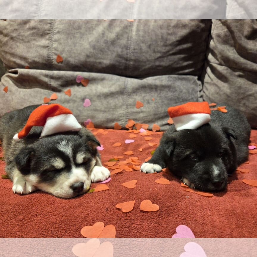 Сибирский хаски, щенок