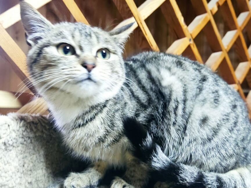 Серенькая красавица в дар