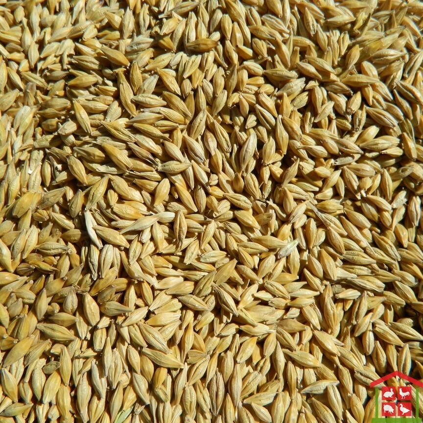 Продам ячмень кормовой