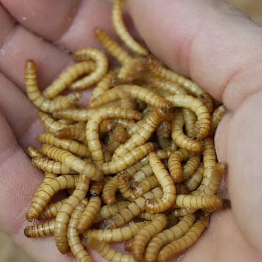 Мучных червей продам