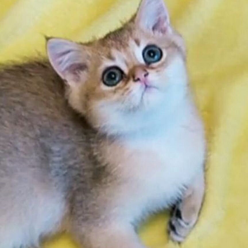 Малышок Квелли золотая шиншилла из питомника