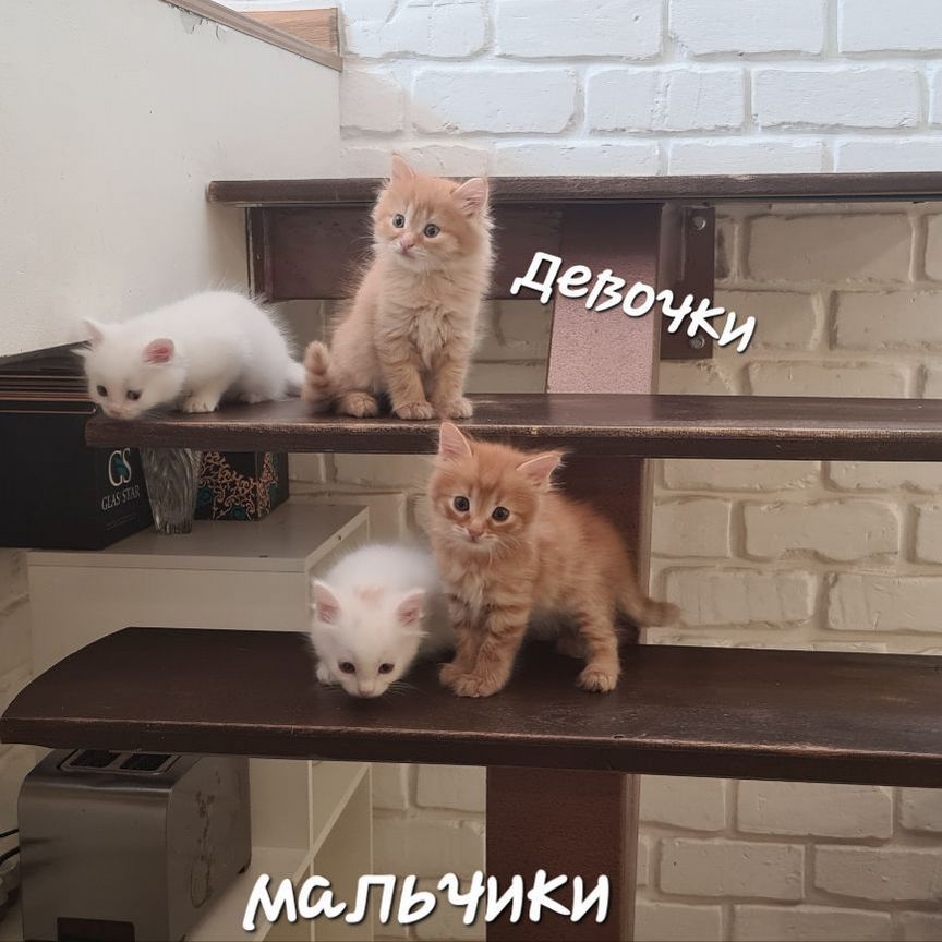 Котята в добрые руки бесплатно