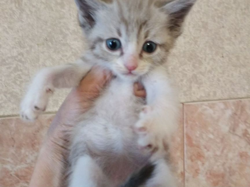 Котенок. Мальчик.1мес 10 дней.Полукровка.Сиам