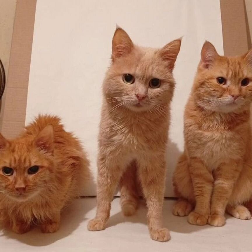 Котики бесплатно в добрые руки