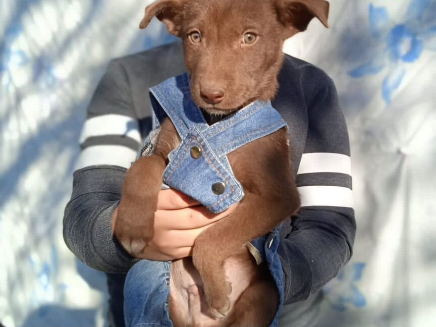 Удивительный щенок в добрые руки