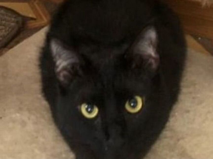 Кошка Пума