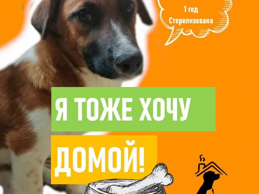 Маленькая собака лола