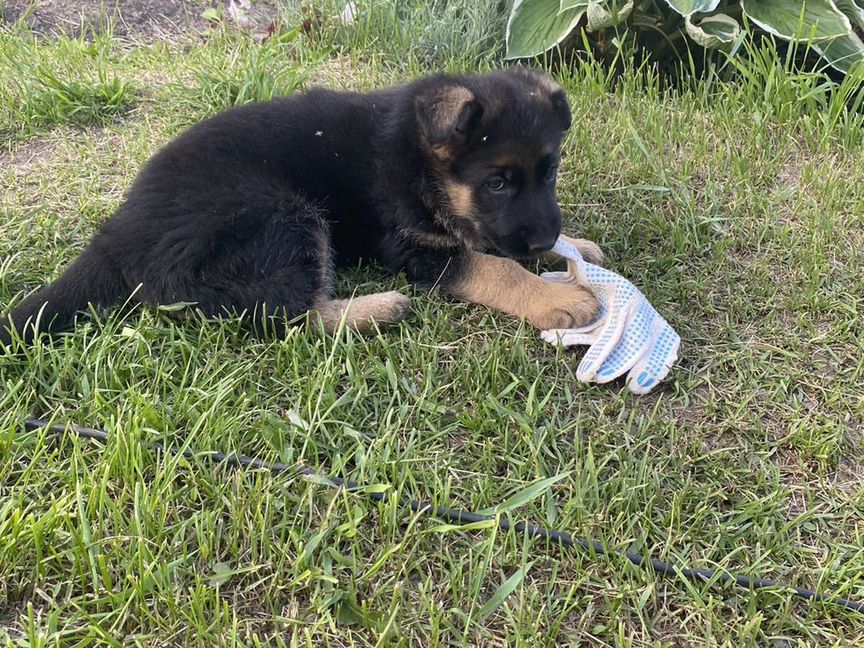 Щенок немецкой овчарки