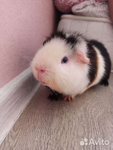 Морская свинка с клеткой