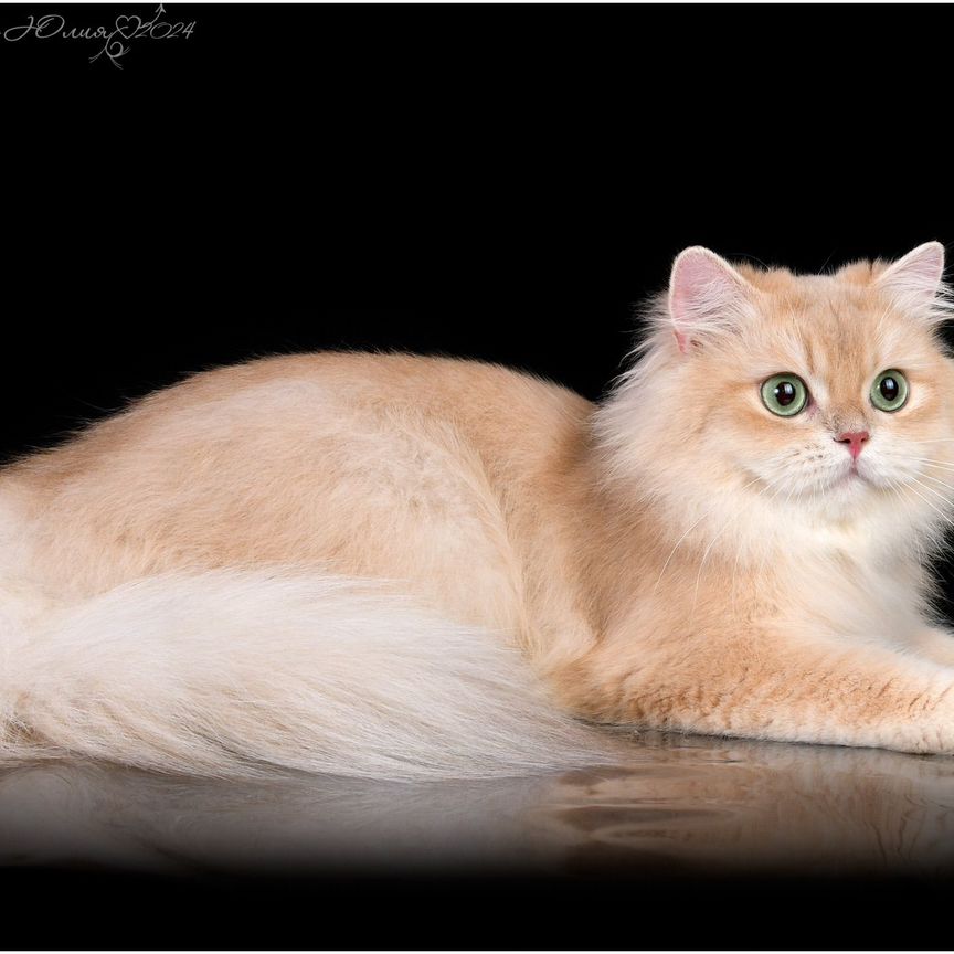 Лиловое золото су12