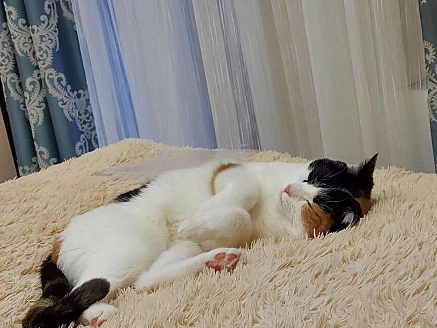 Кошка 3х цветная