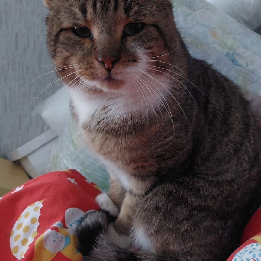 Котище в хорошие руки