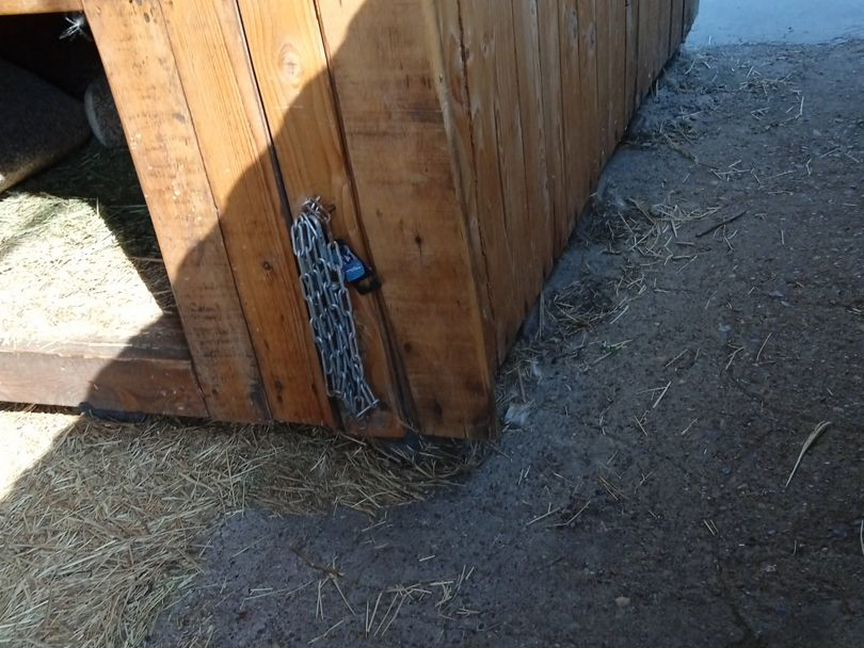 Собачья будка