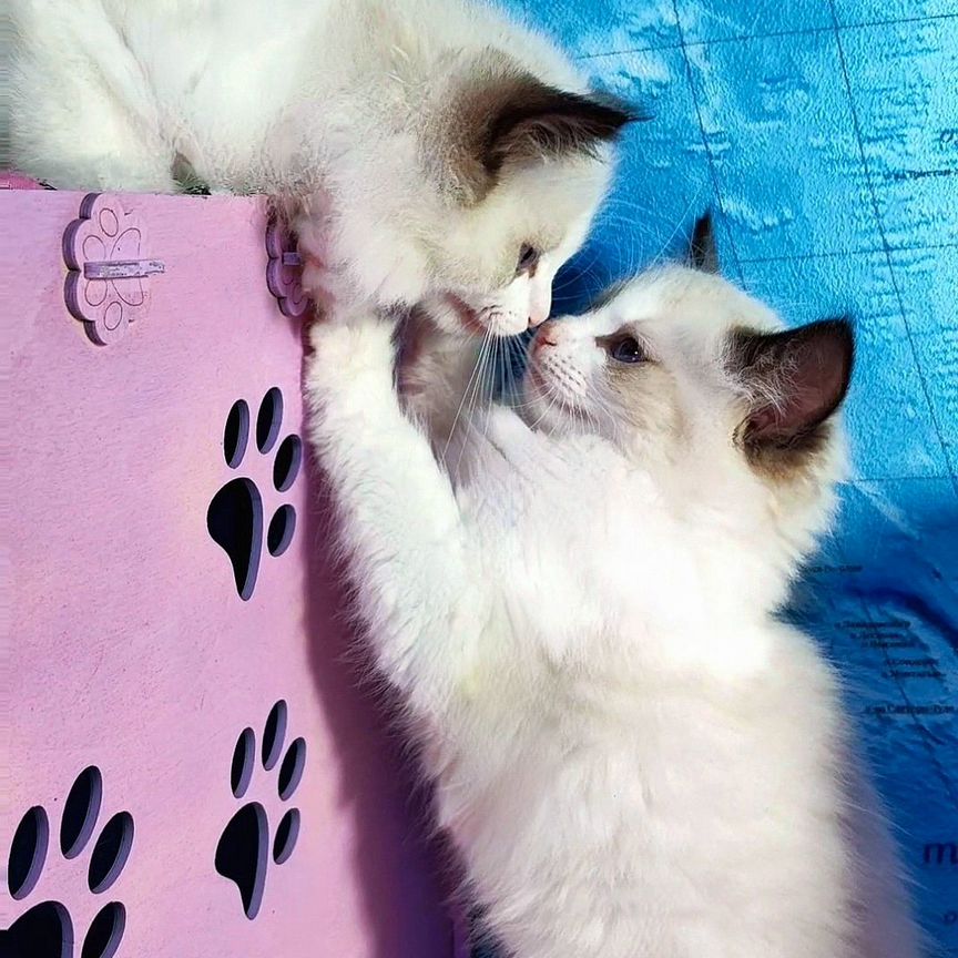 Котята рэгдолл