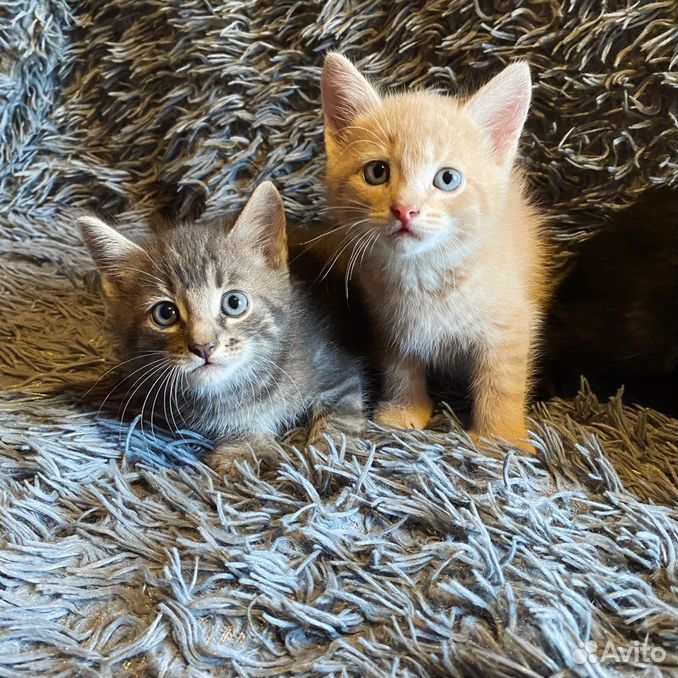 Котята от Кошки крыселовки