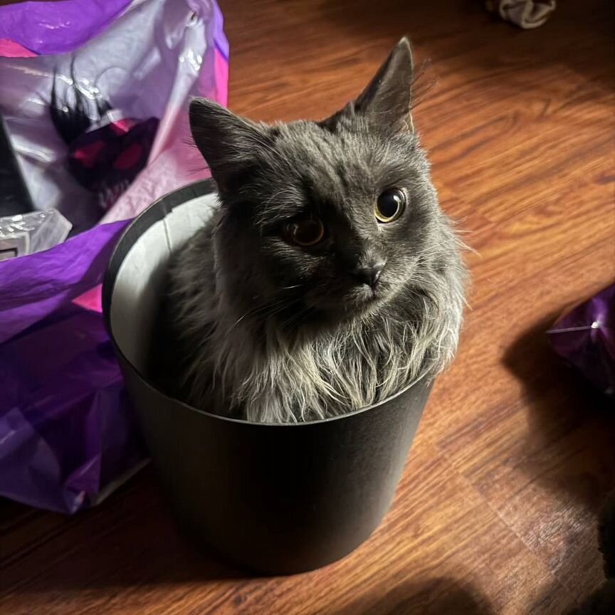 Котик в добрые руки