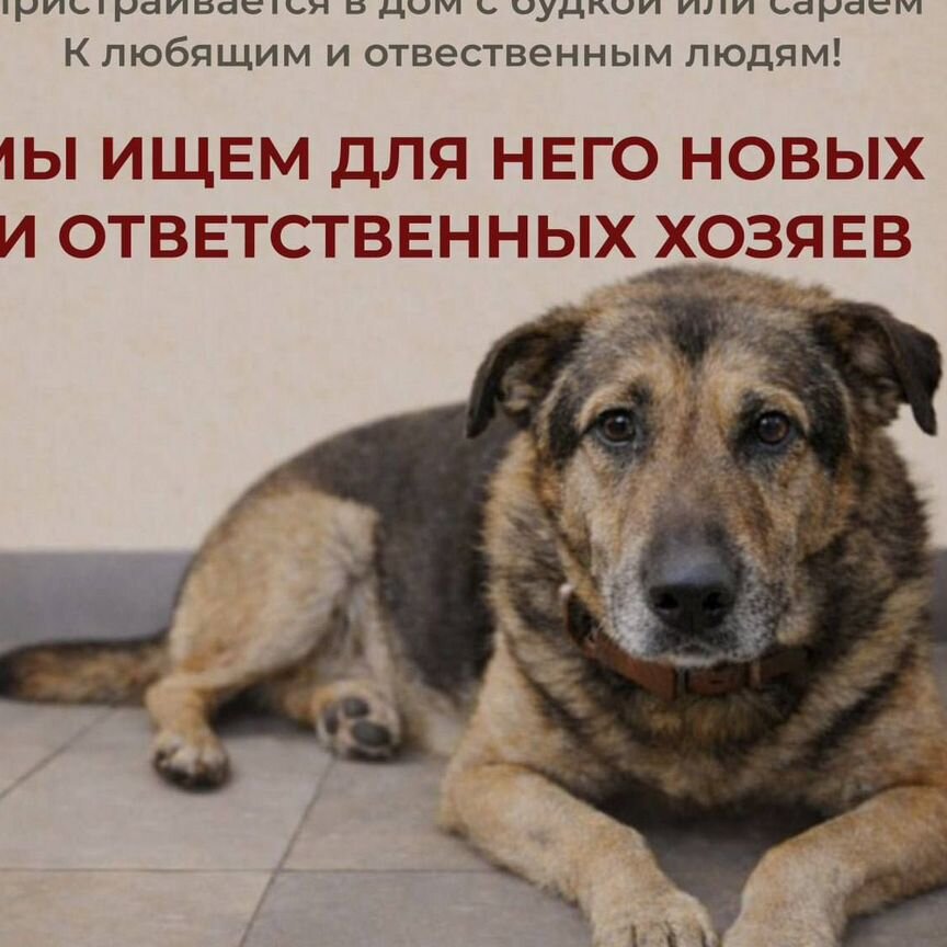 Взрослый пёс в добрые руки