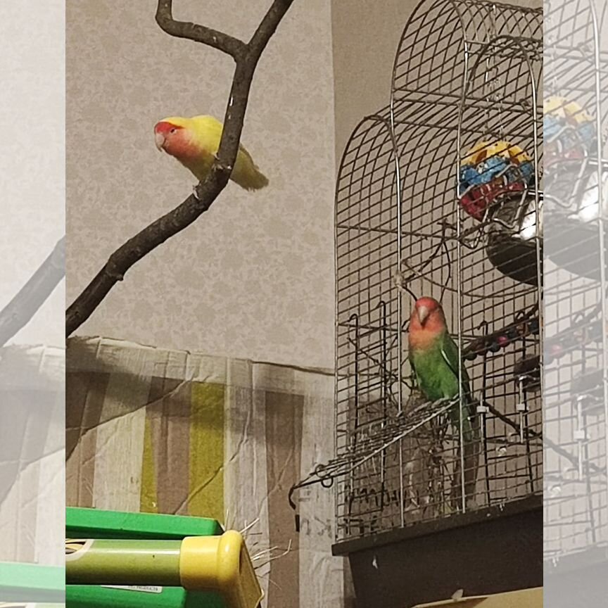 Попугаи неразлучники