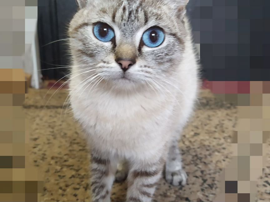 Кошечка в добрые руки