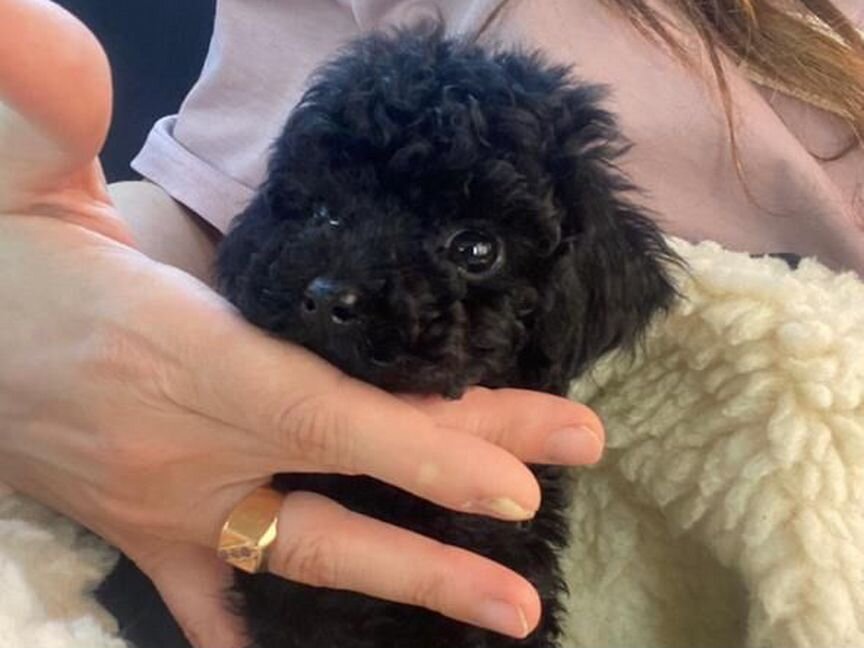 Пуделек микро той