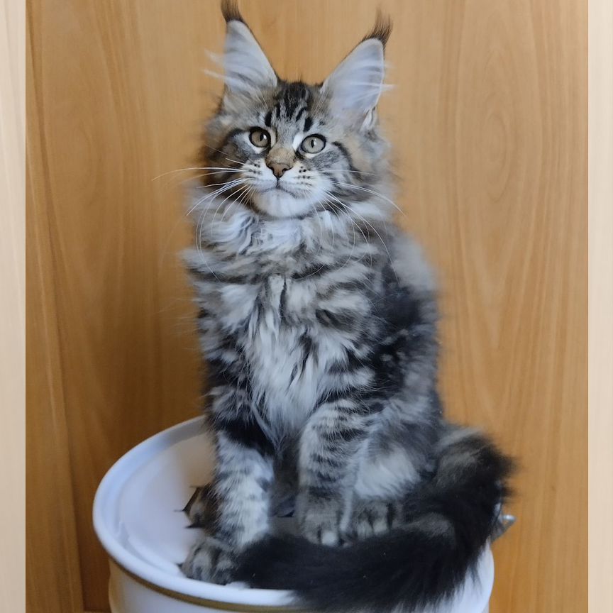 Котята мейн-кун
