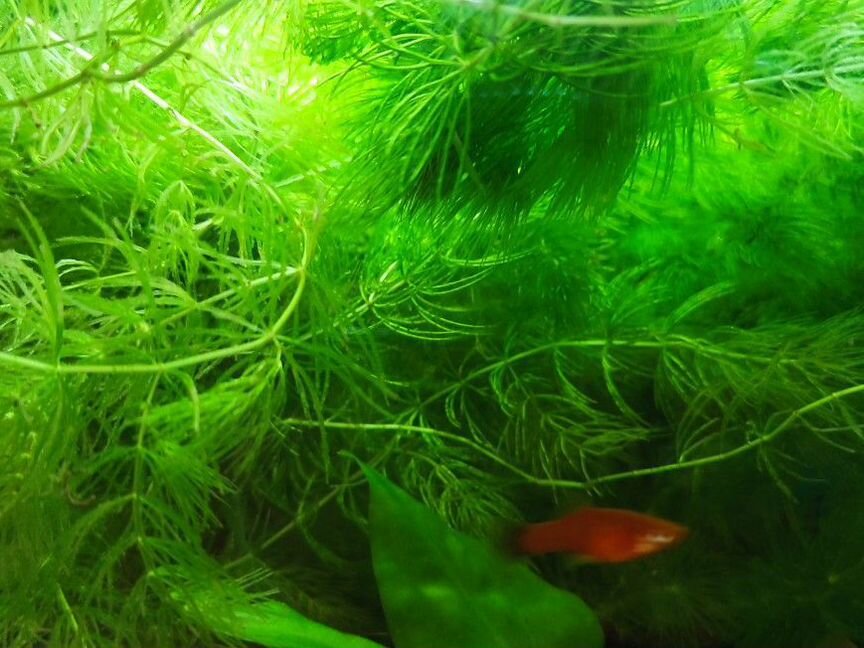 Роголистник аквариумное растение