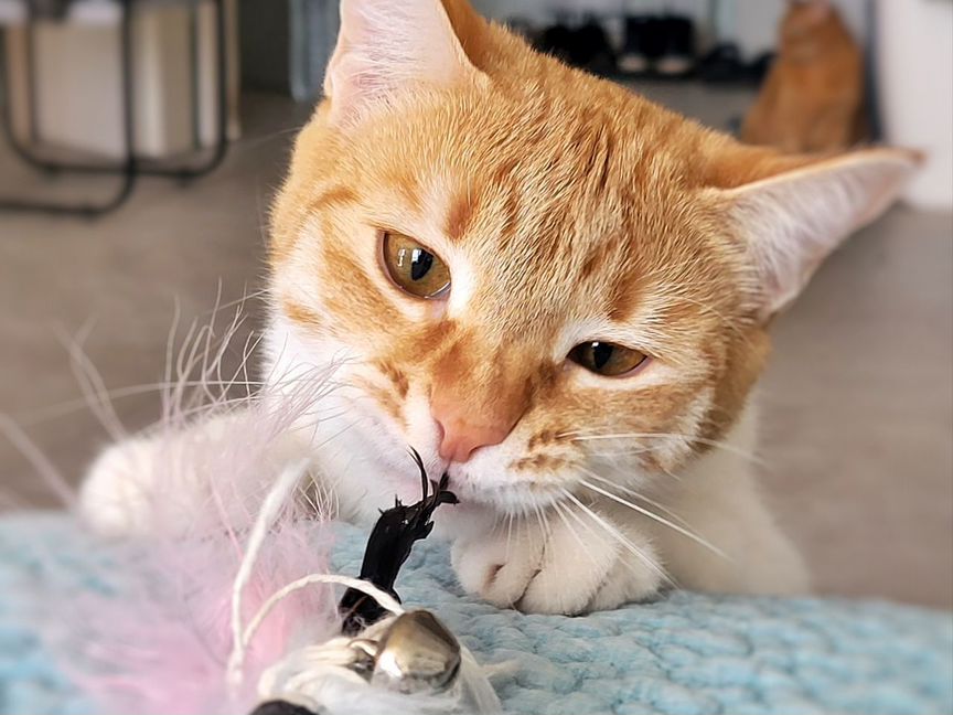 Кошка Тишка в ответственные ручки