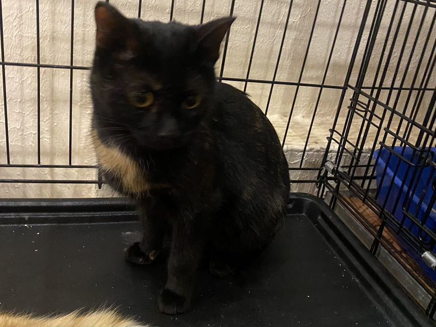 Кошка Бэлла