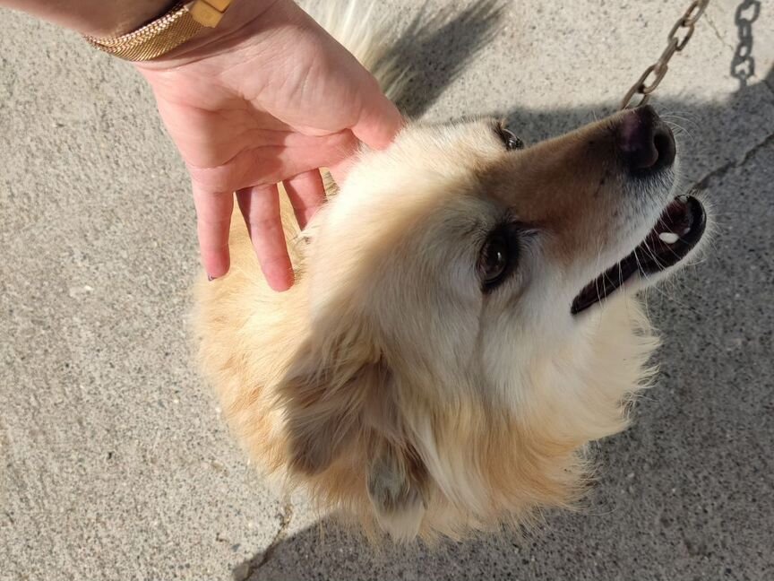 Собака