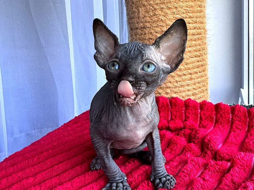 Канадский сфинкс котенок