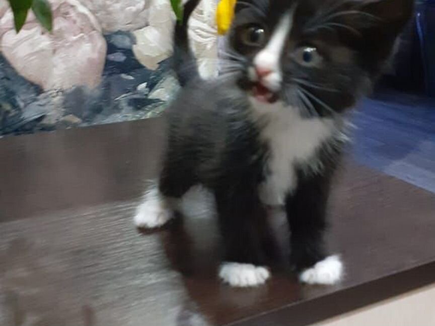 Котёнок Брут