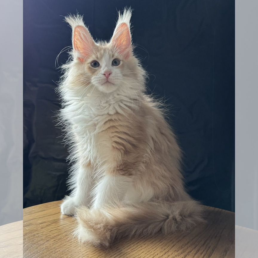 Мейн-кун котёнок