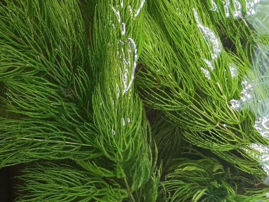 Роголистник, пистия