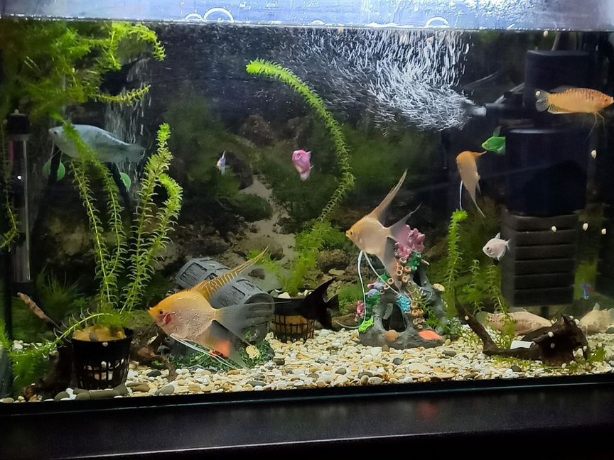 Рыбки, сомики и улитки