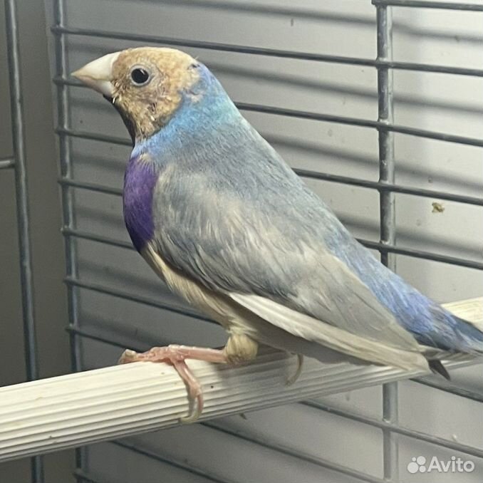 Амалины гульда