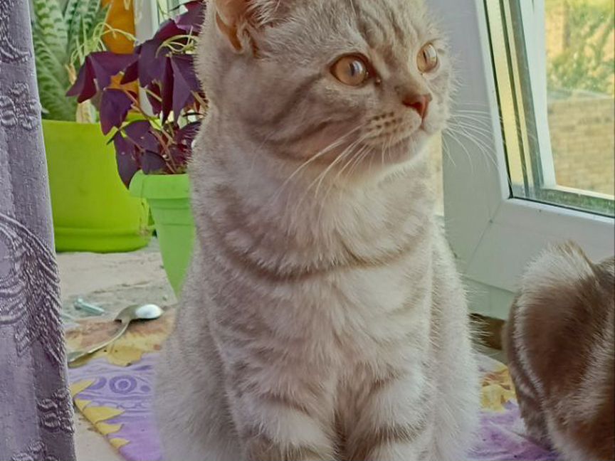 Шотландский котик